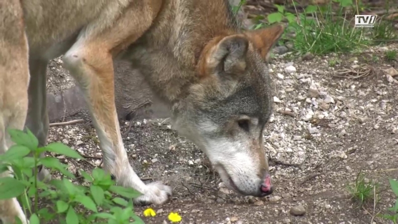 Die Angst vor dem Wolf | SW 42-2022 | ZENTRALRAUM | TV1